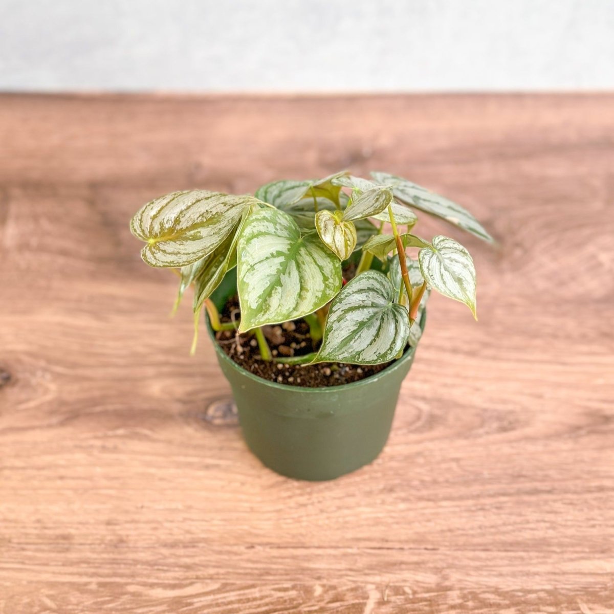 Philodendron Brandtianum 'Silver Leaf Philodendron' - 4 Inch – Northern ...