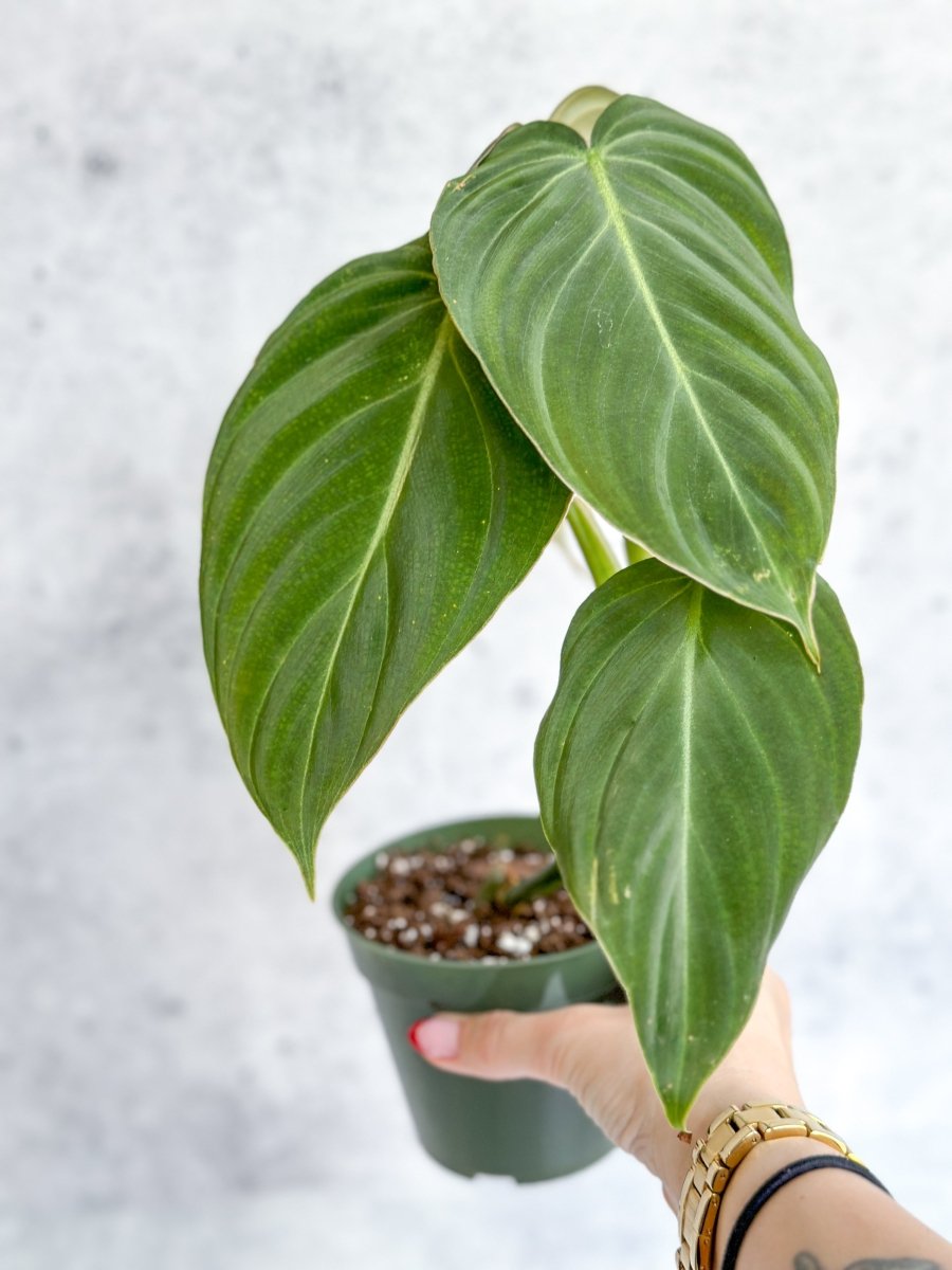 Philodendron gloriosum x melanochrysum - Hybrid Glorious Philo ...