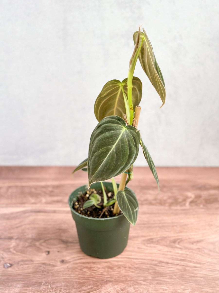 Philodendron melanochrysum - Black Gold Philodendron – Northern Ridge ... Philodendron melanochrysum - Black Gold Philodendron – Northern Ridge ...
