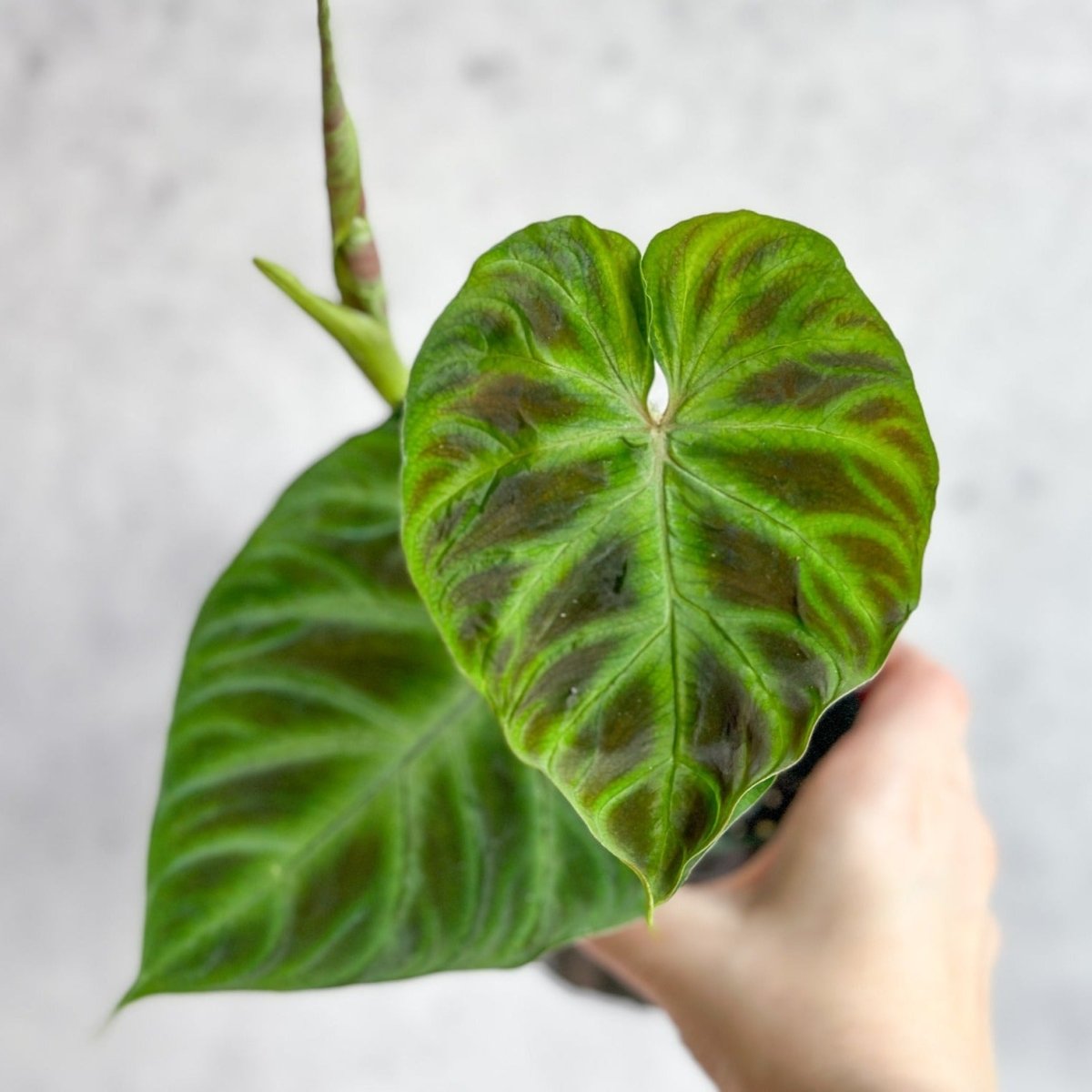 Philodendron verrucosum - Verrucosum Philodendron – Northern Ridge Nursery