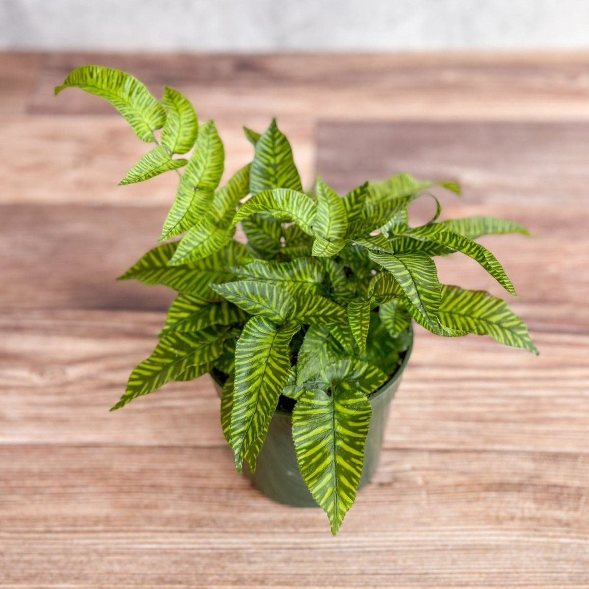 Phlebodium aureum ‘Mandianum’ - Golden Zebra Fern – Northern Ridge Nursery