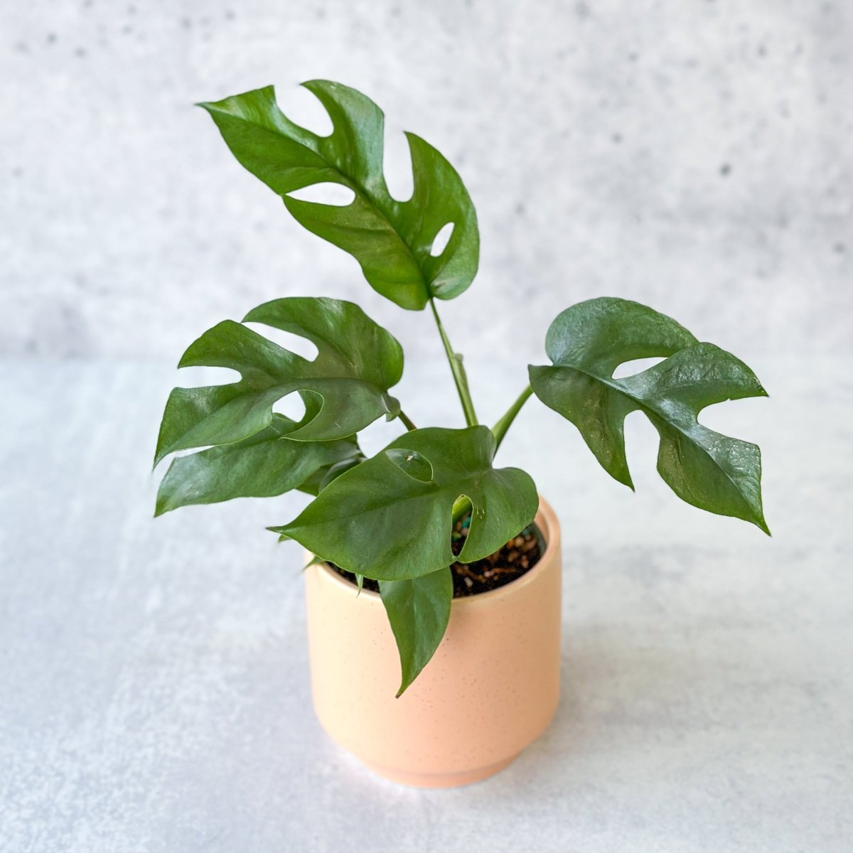 Rhaphidophora Tetrasperma - Mini Monstera - Various Sizes – Northern Ridge Nursery