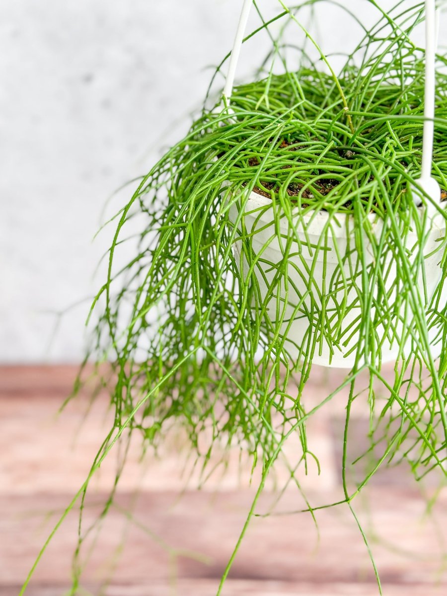 Rhipsalis burchellii - Mistletoe Cactus - Hanging Basket – Northern ...