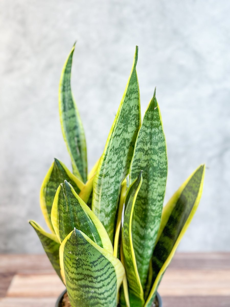 Sansevieria laurentii 'Robusta' - Yellow Variegated Snake Plant ...