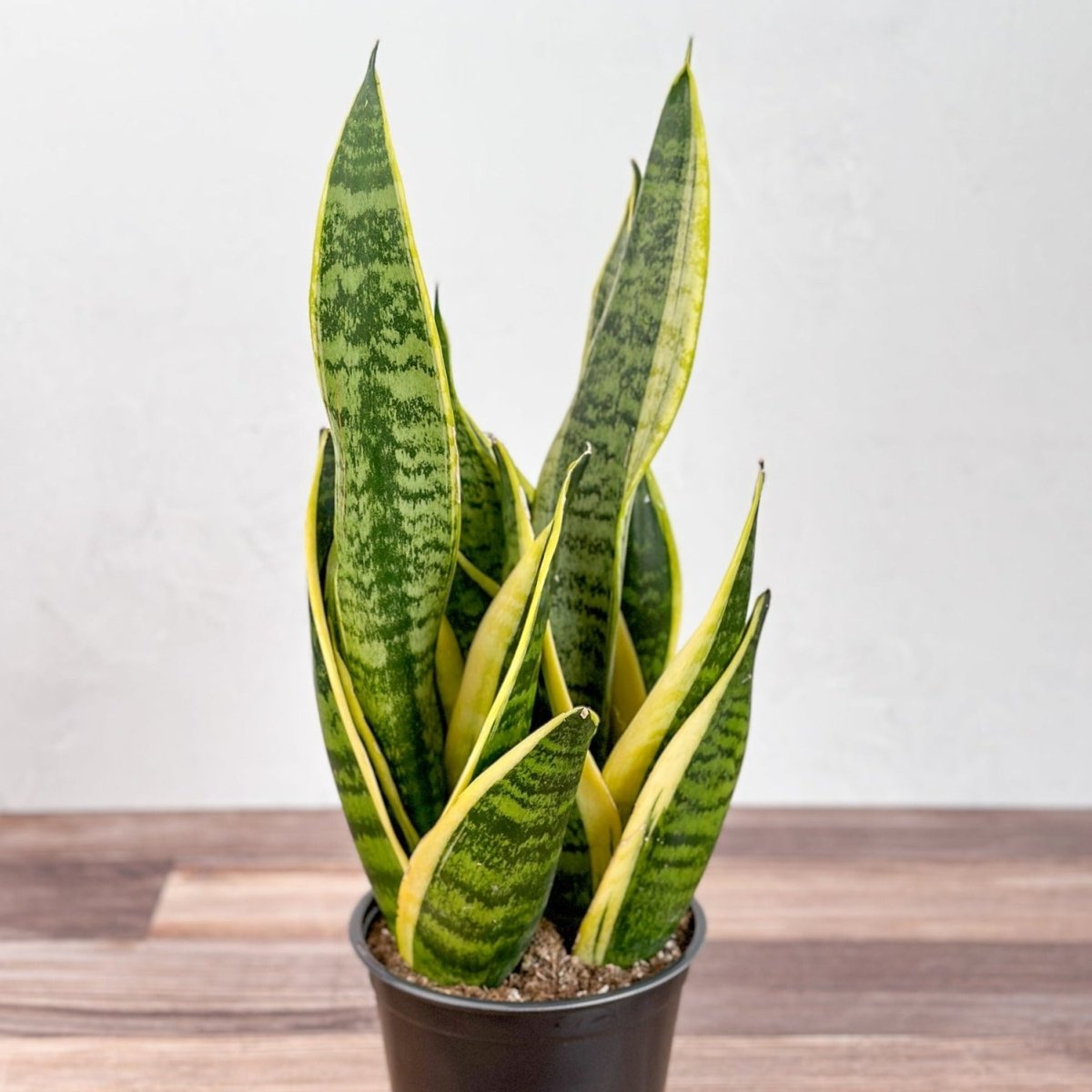 Sansevieria laurentii 'Robusta' - Yellow Variegated Snake Plant ...
