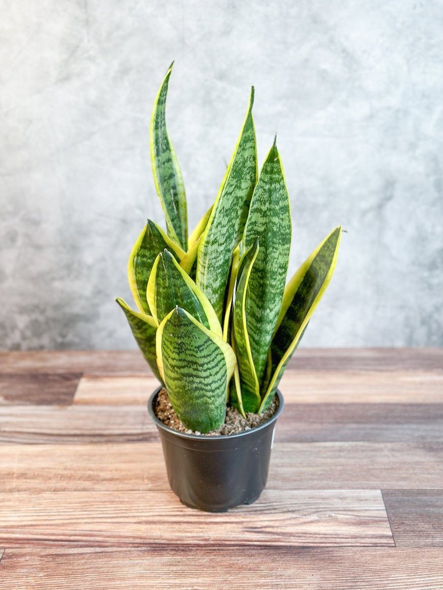 Sansevieria laurentii 'Robusta' - Yellow Variegated Snake Plant ...