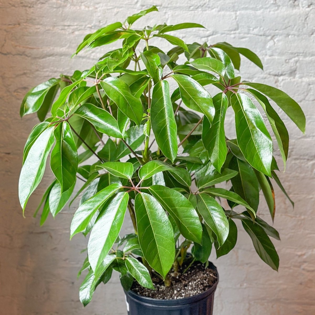 Schefflera amate - Amate Umbrella Tree – Northern Ridge Nursery