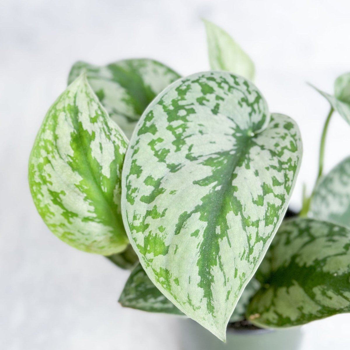Scindapsus Pictus Argyraeus 'Satin Pothos' – Northern Ridge Nursery
