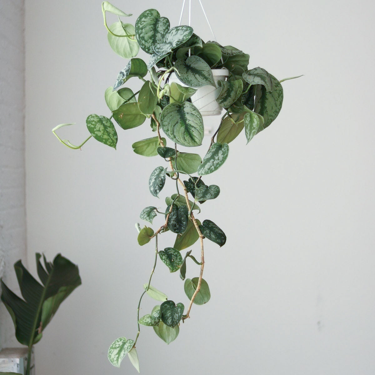 Scindapsus Pictus ‘Exotica’ Hanging Basket – Northern Ridge Nursery