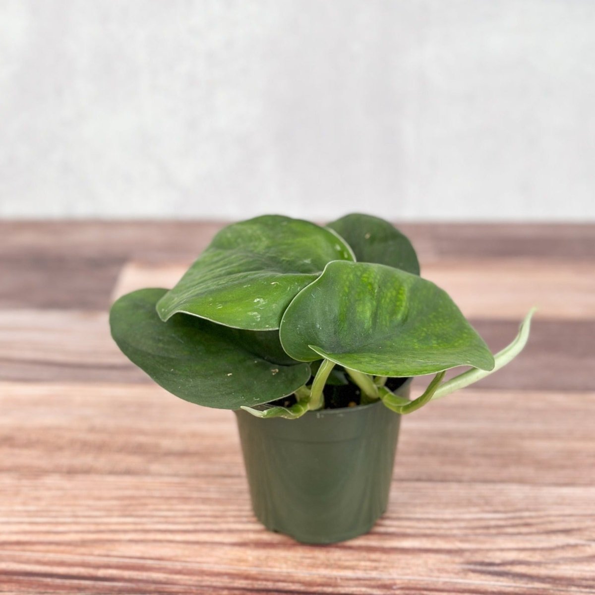 Scindapsus pictus ‘Jade’ - Green Scindapsus - Various Sizes – Northern ...