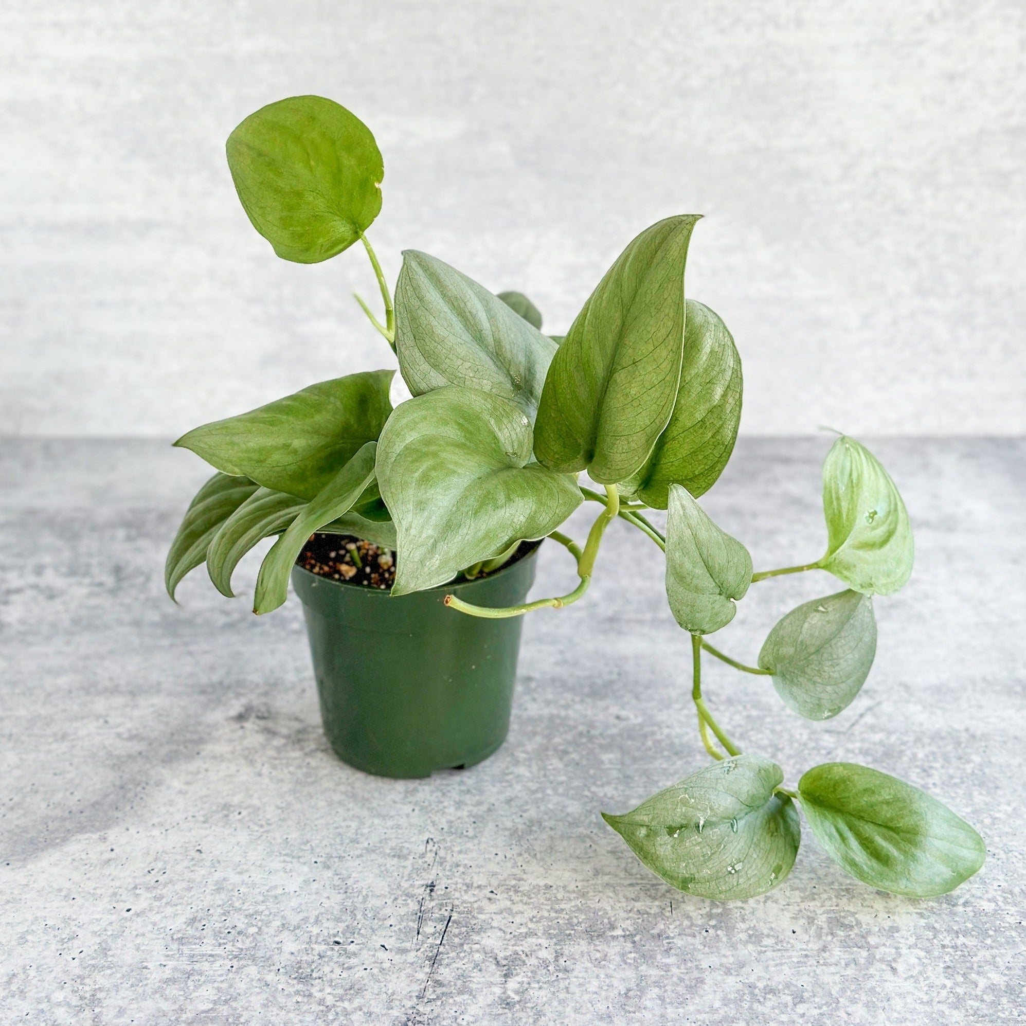 Scindapsus pictus 'Silver Hero' - 4 Inch – Northern Ridge Nursery