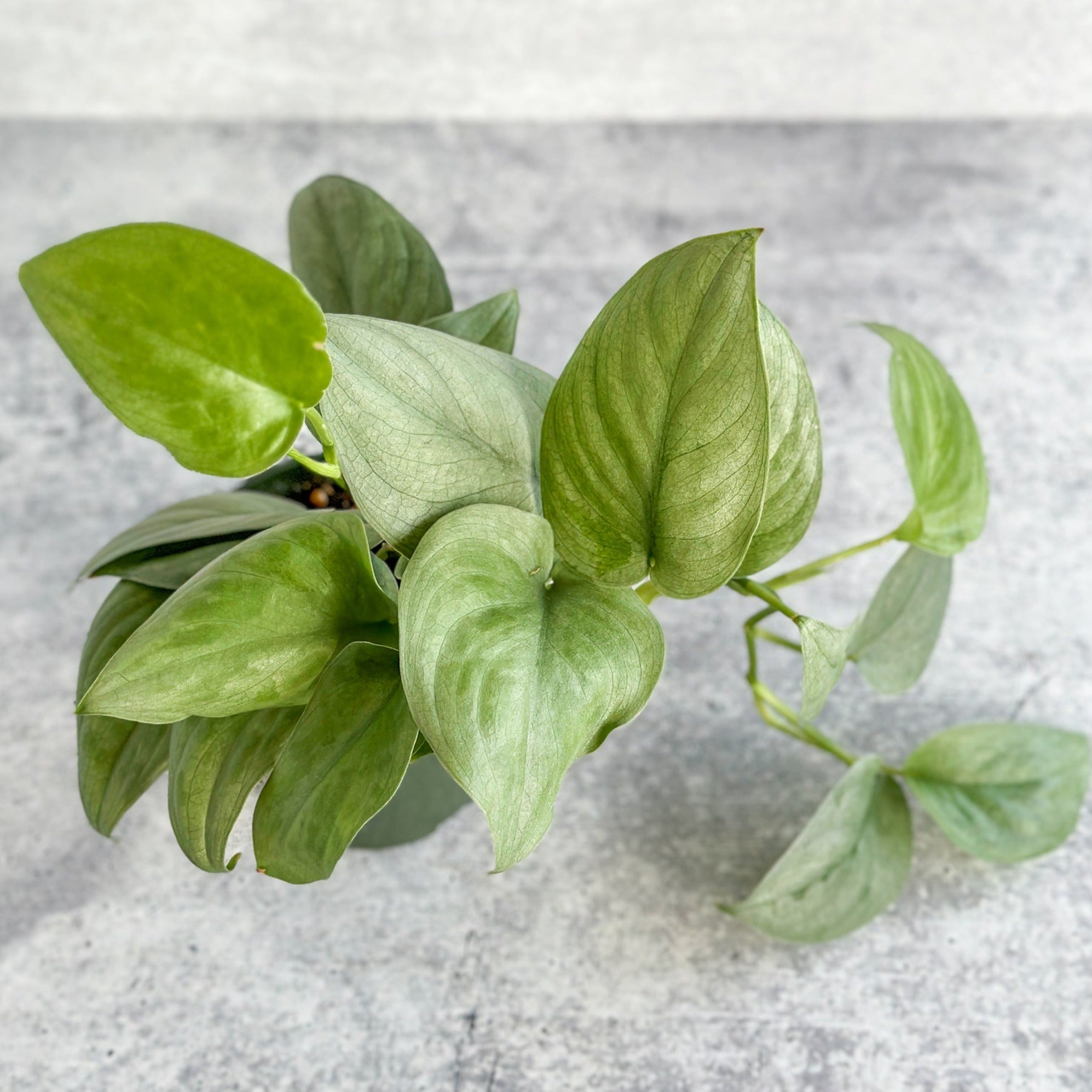 Scindapsus pictus 'Silver Hero' - 4 Inch – Northern Ridge Nursery
