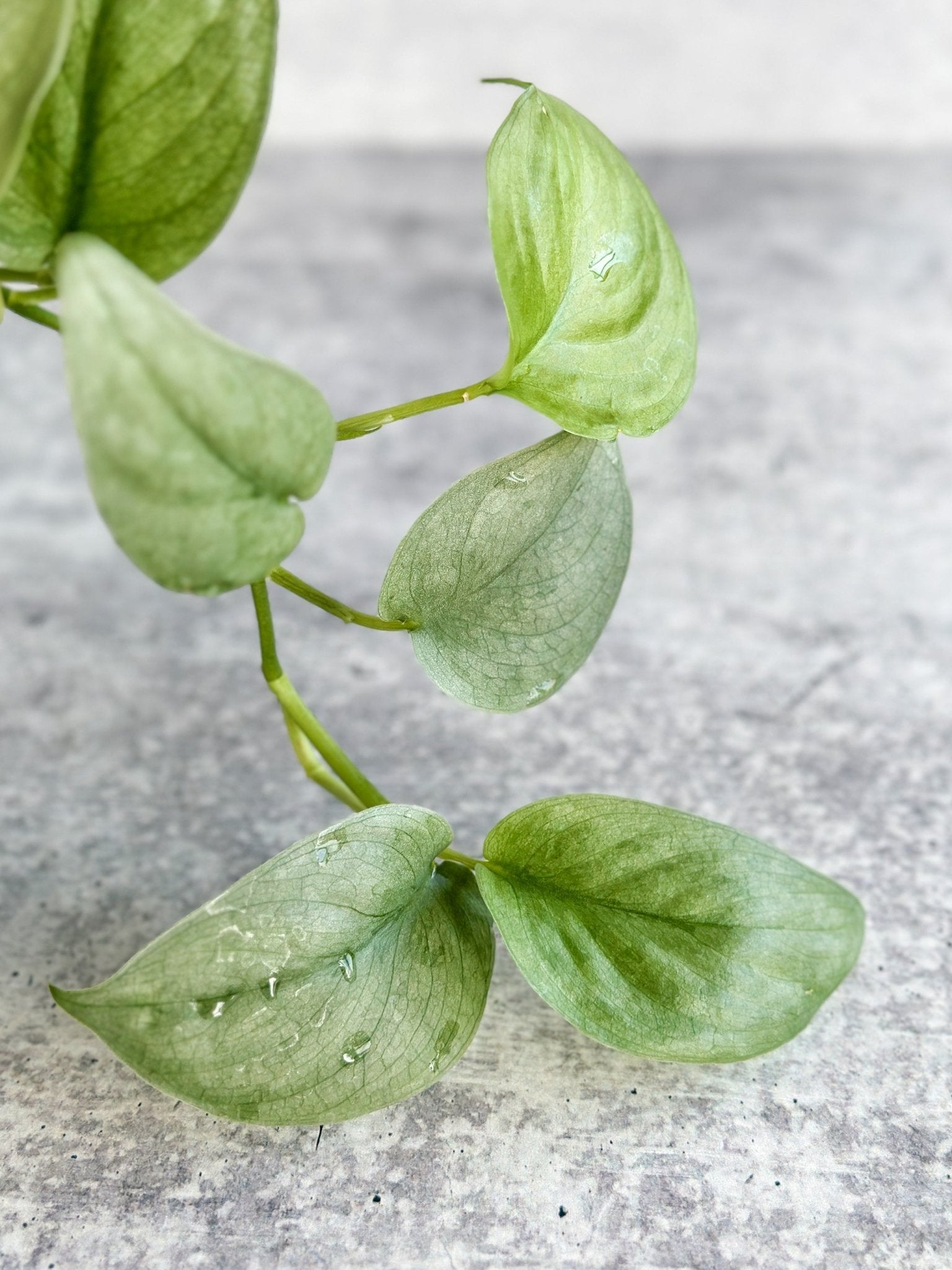 Scindapsus pictus 'Silver Hero' - 4 Inch – Northern Ridge Nursery