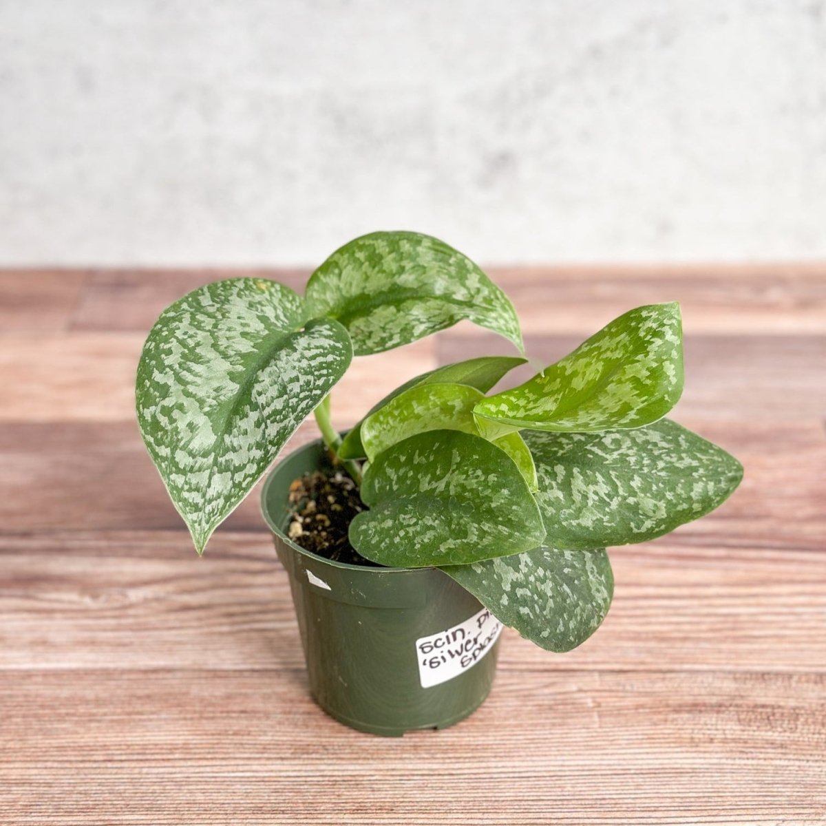 Scindapsus Silver Splash