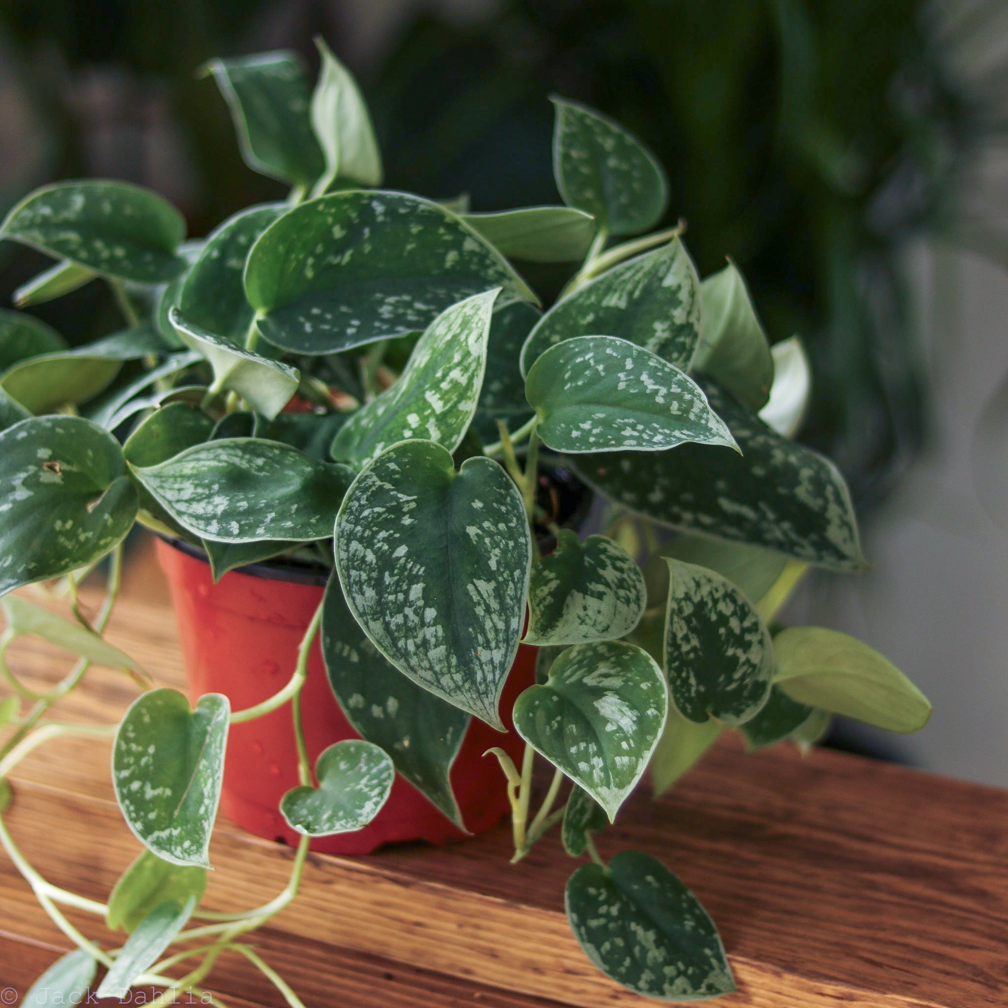 Scindapsus Pictus ‘Silvery Anne’ - Silver Pothos - Various Sizes ...