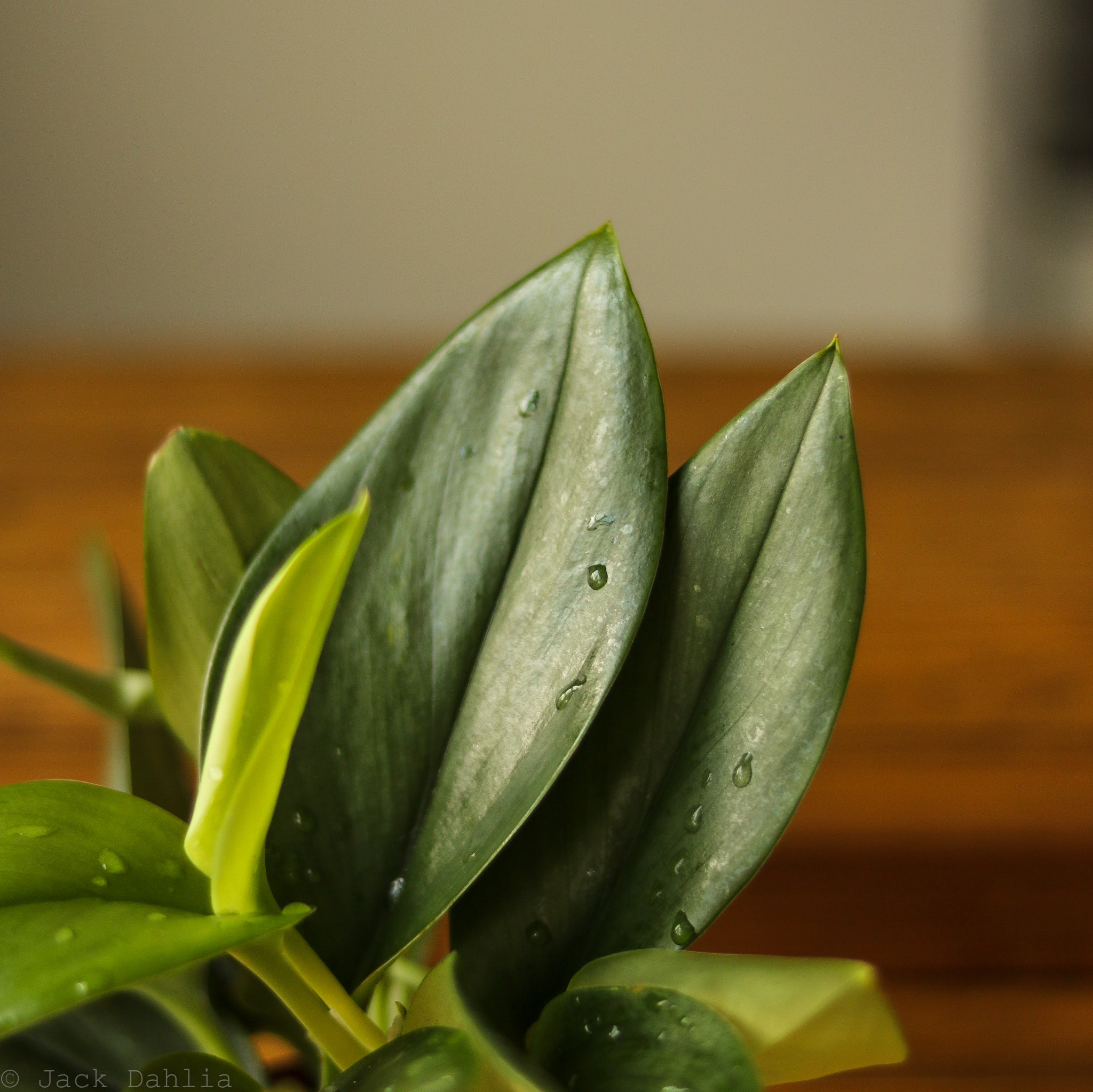 Scindapsus Treubii Moonlight - Silver Scindapsus – Northern Ridge Nursery