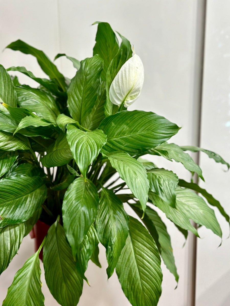 Spathiphyllum 'Platinum Mist' - Dappled Leaf Peace Lily – Northern ...