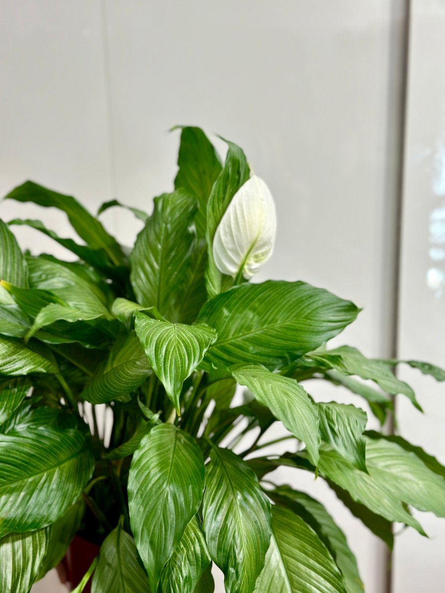 Spathiphyllum 'Platinum Mist' - Dappled Leaf Peace Lily – Northern ...