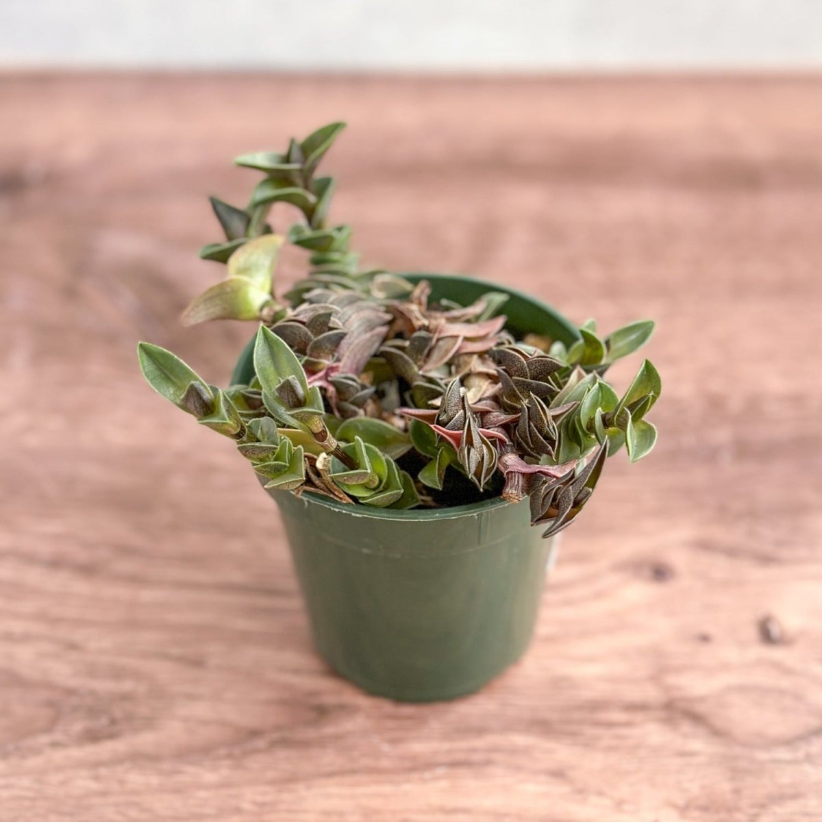 Tradescantia navicularis “Chain Plant” – Northern Ridge Nursery