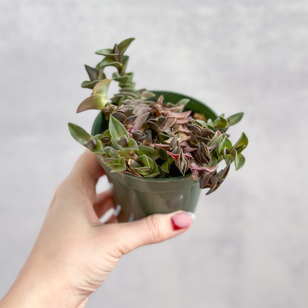 Tradescantia navicularis “Chain Plant” – Northern Ridge Nursery