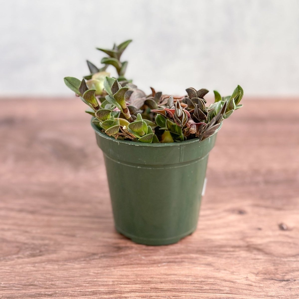 Tradescantia navicularis “Chain Plant” – Northern Ridge Nursery