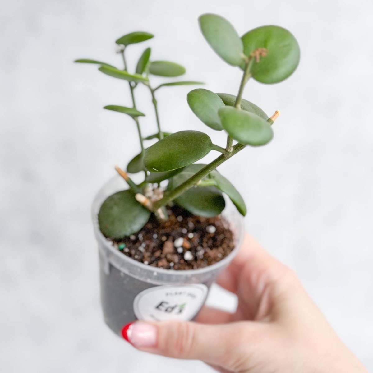 Xerosicyos Danguyi - Silver Dollar Vine – Northern Ridge Nursery