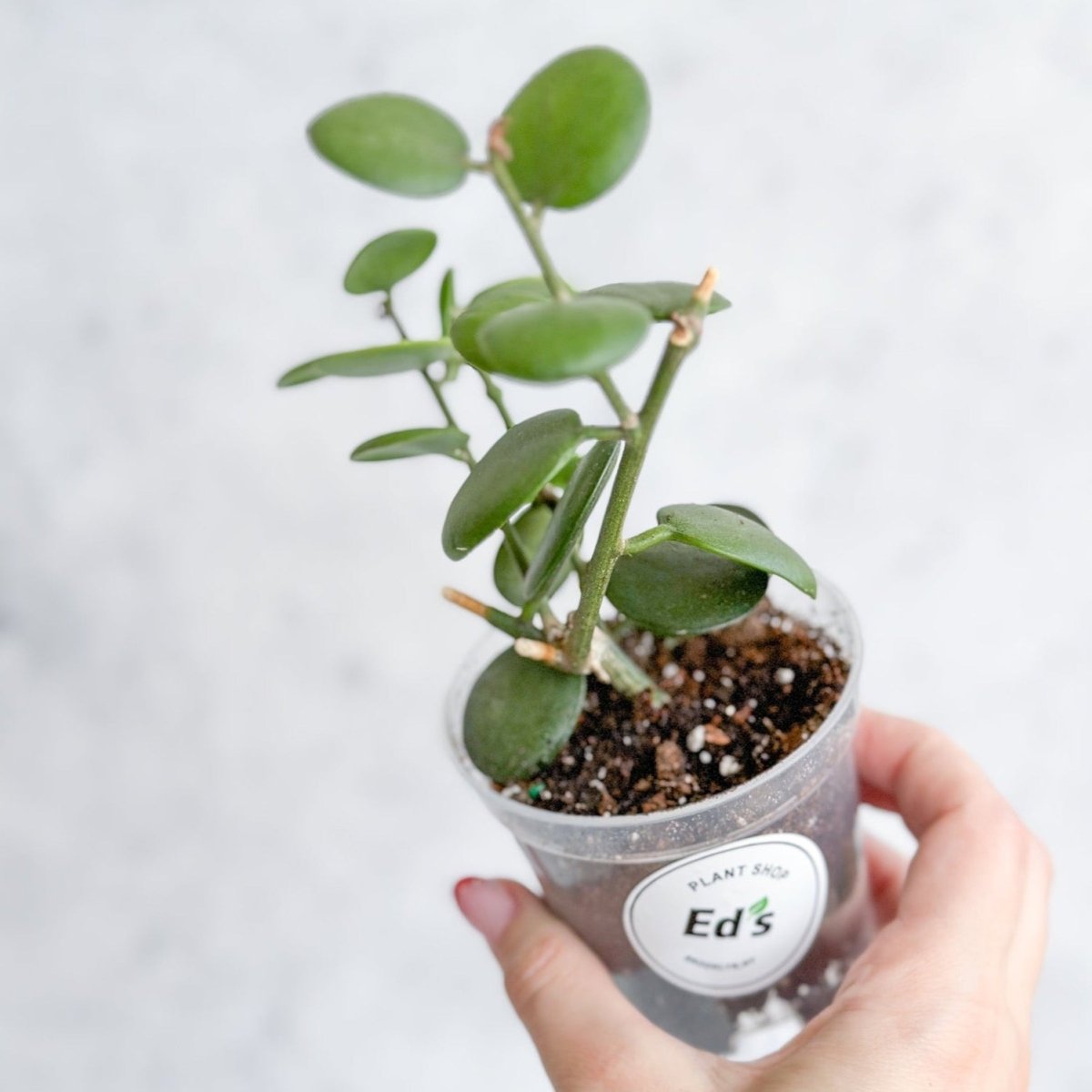 Xerosicyos Danguyi - Silver Dollar Vine – Northern Ridge Nursery