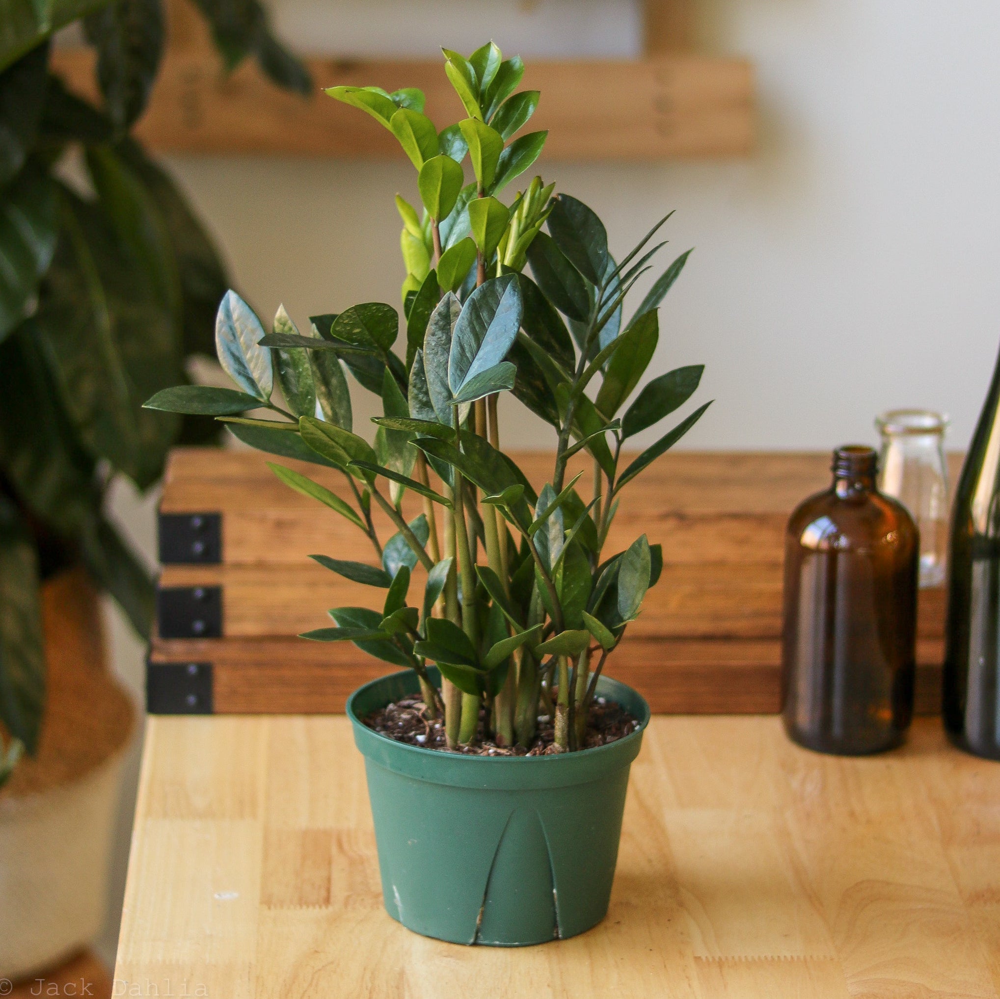 Zamioculcas zamiifolia - ZZ Plant - Various Sizes – Northern Ridge Nursery