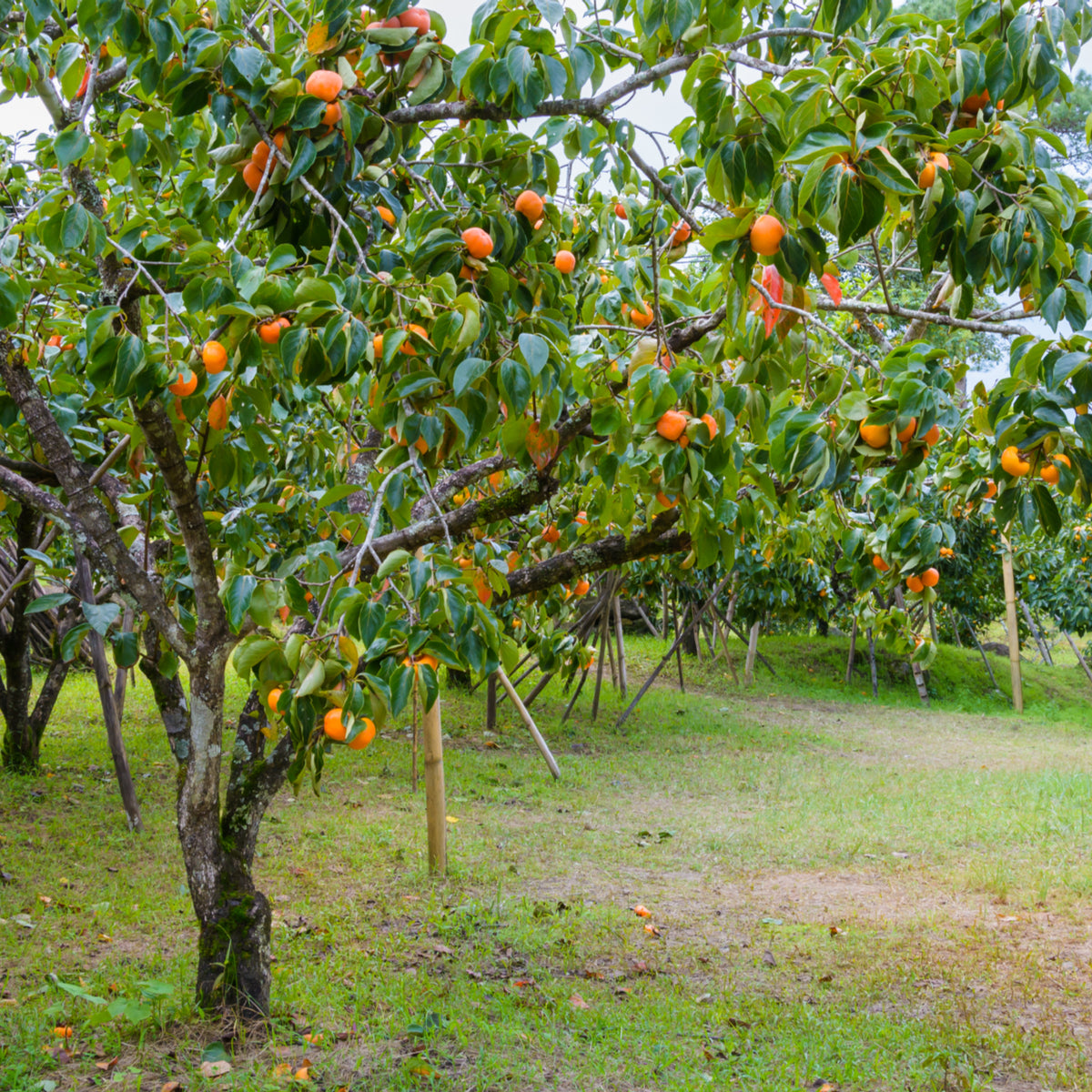 Buy Trees and Shrubs Online -American Persimmon Tree (18-24 Inches ...