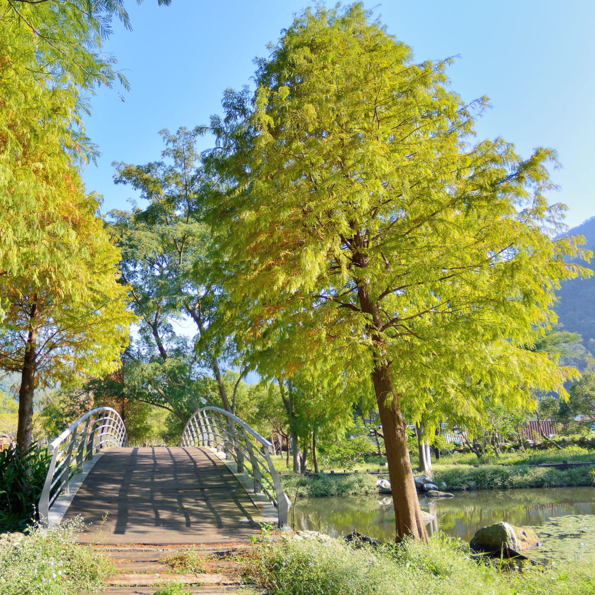 Bald Cypress Tree – Bare Root, 2-3 ft | Taxodium distichum | Fast ...