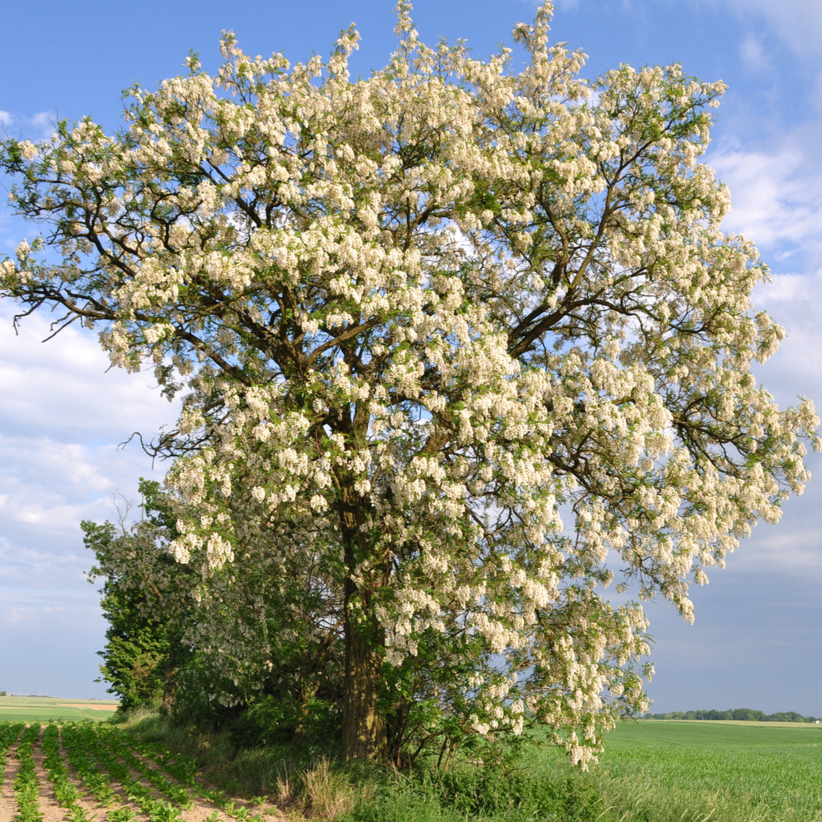 Buy Trees and Shrubs Online -Black Locust Tree (2-3 Foot) - Northern ...