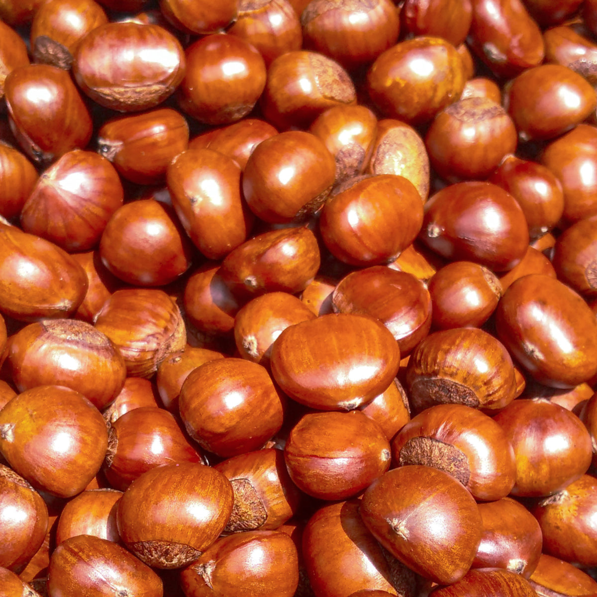 Chinese Chestnut Tree – 2-3 ft | Castanea mollissima | Nut-Producing ...