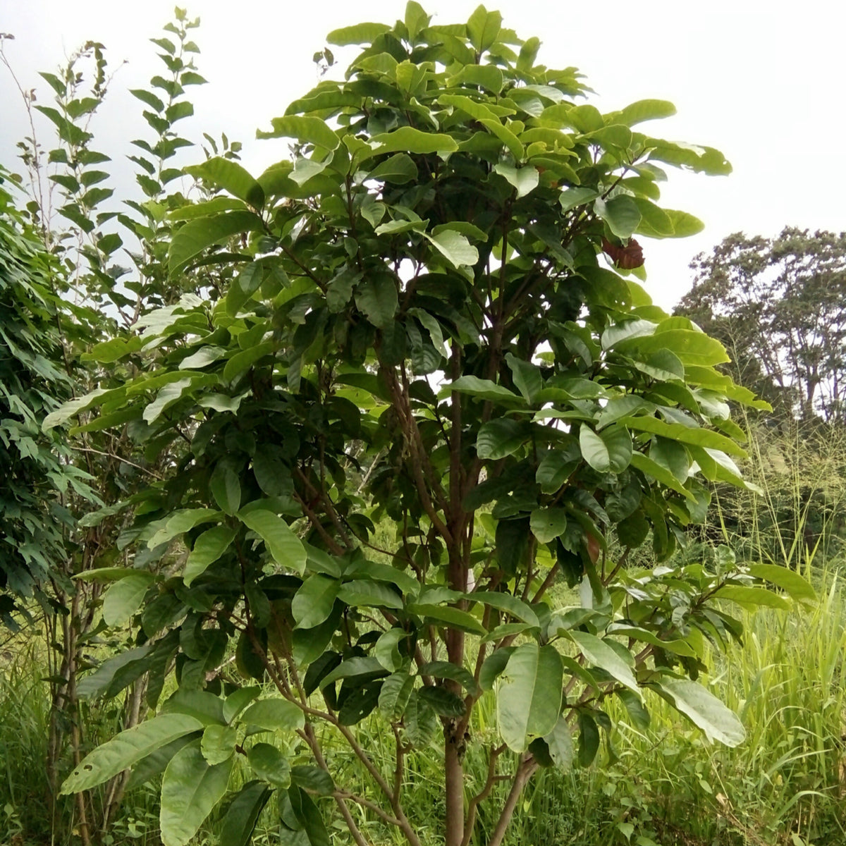 Chinese Chestnut Tree – 2-3 ft | Castanea mollissima | Nut-Producing ...