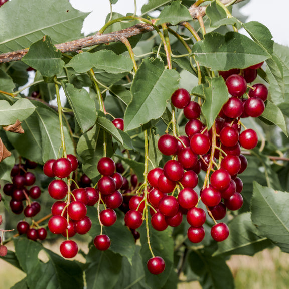 Buy Trees and Shrubs Online -Choke Cherry Tree (2-3 Foot) - Northern ...