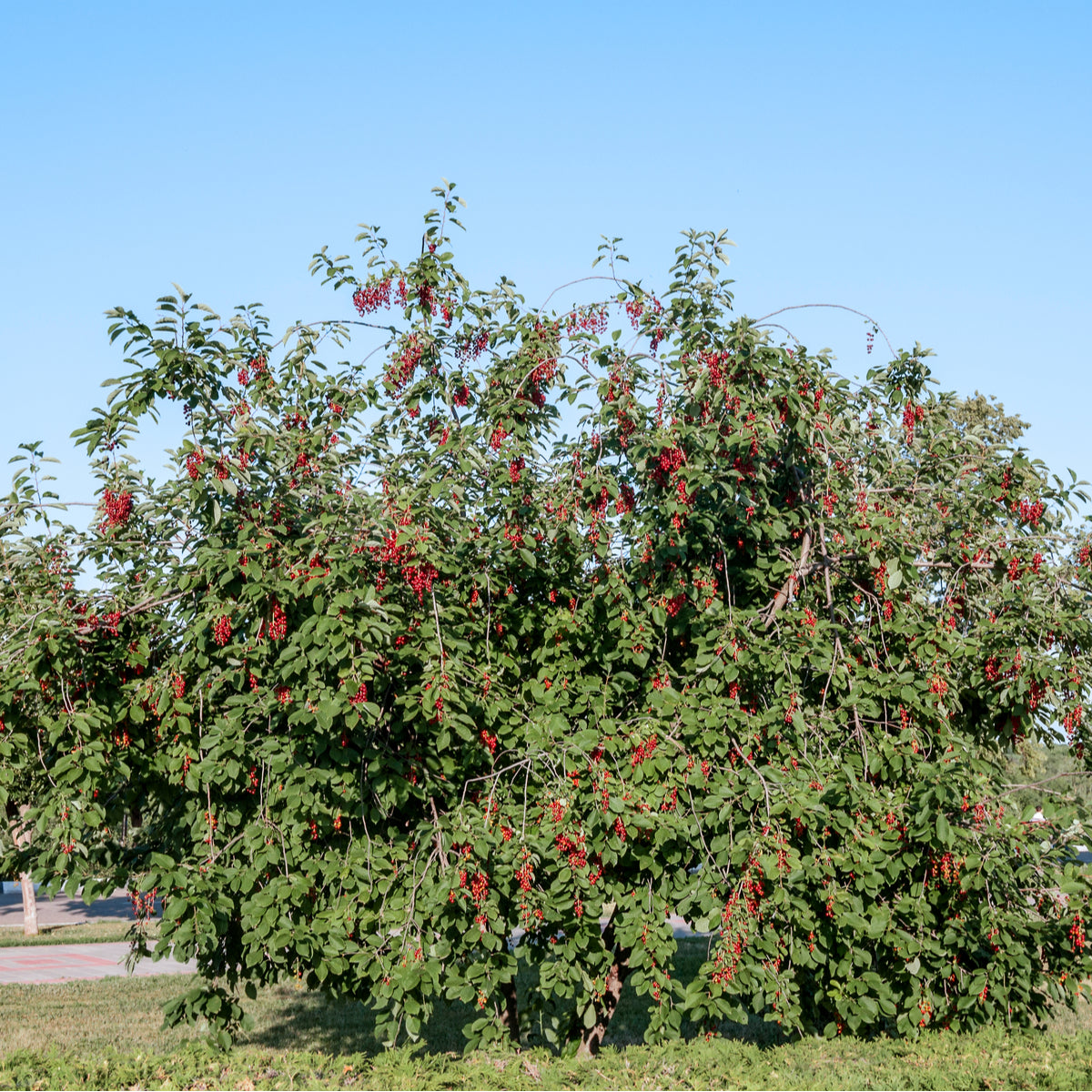 Choke Cherry Tree – 2-3 ft | Prunus virginiana | Hardy Fruit Tree ...