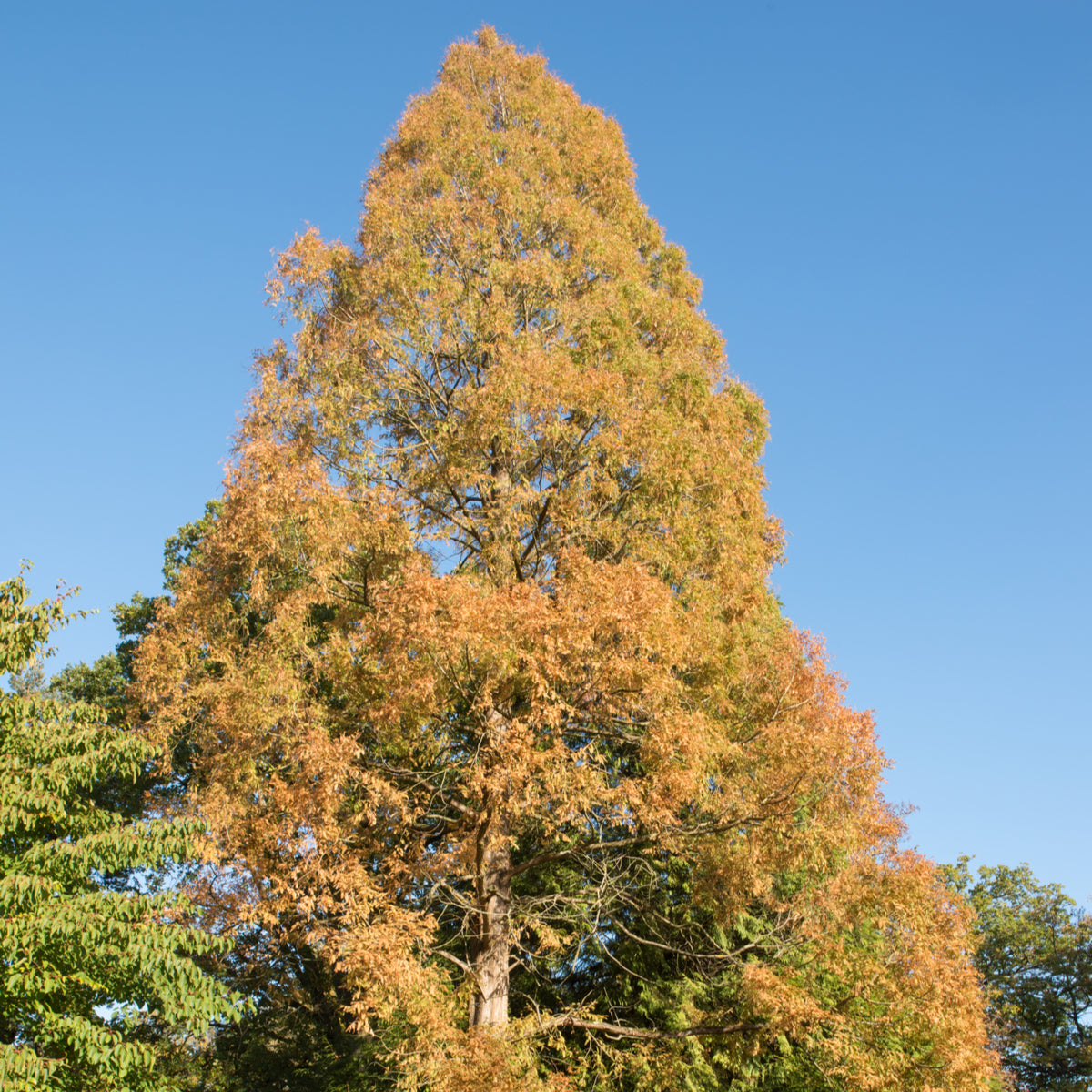 Buy Trees and Shrubs Online -Dawn Redwood Tree - Northern Ridge Nursery