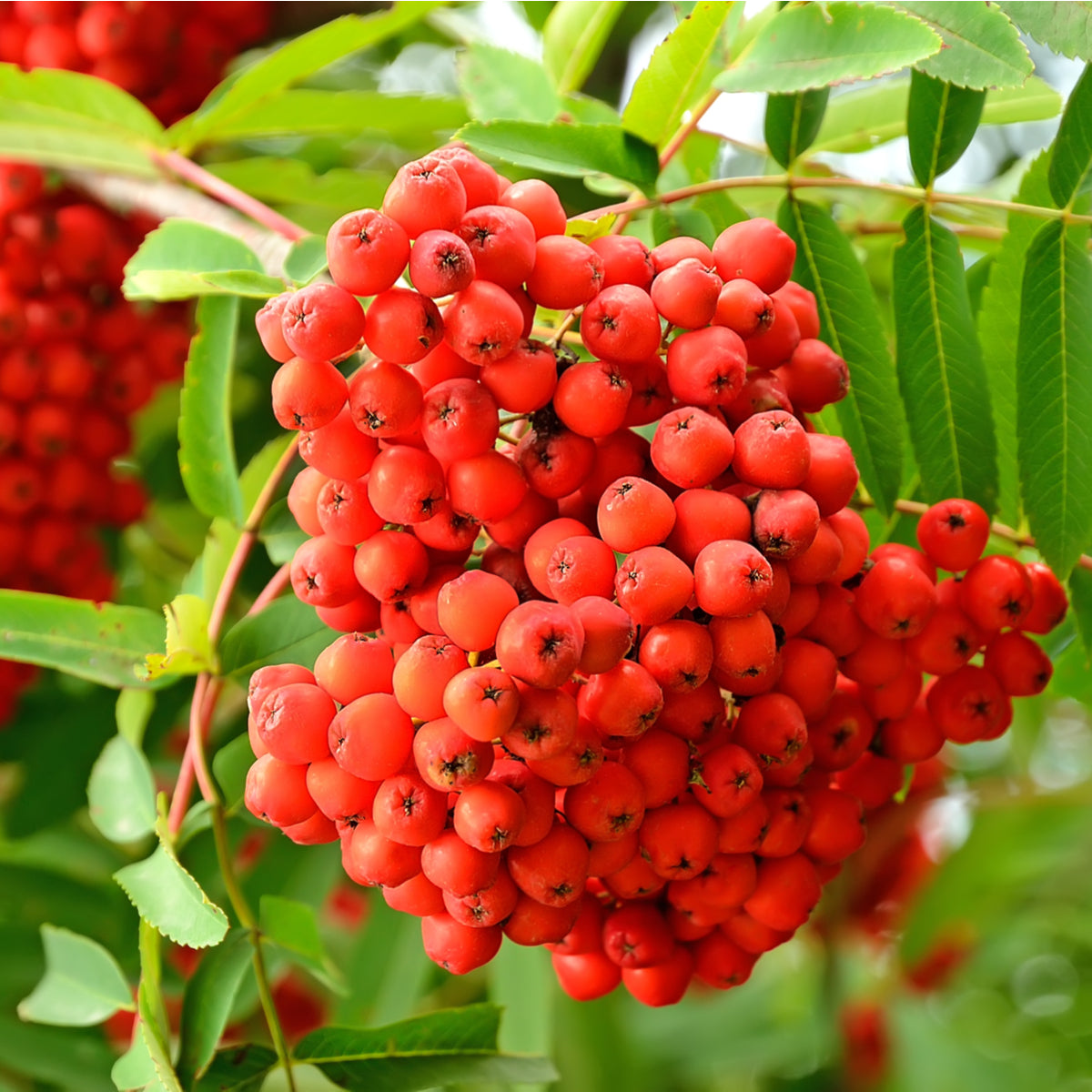 Mountain Ash Tree | USDA Zones 2-6 | 2-3 Foot | Ornamental Trees ...