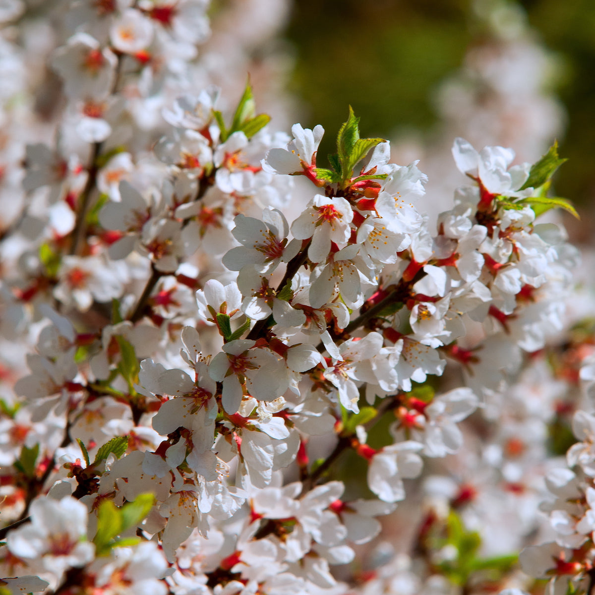 Hansen's Bush Cherry | USDA Zones 4-8 | 2-3 Foot | Fast-Growing Shrubs ...