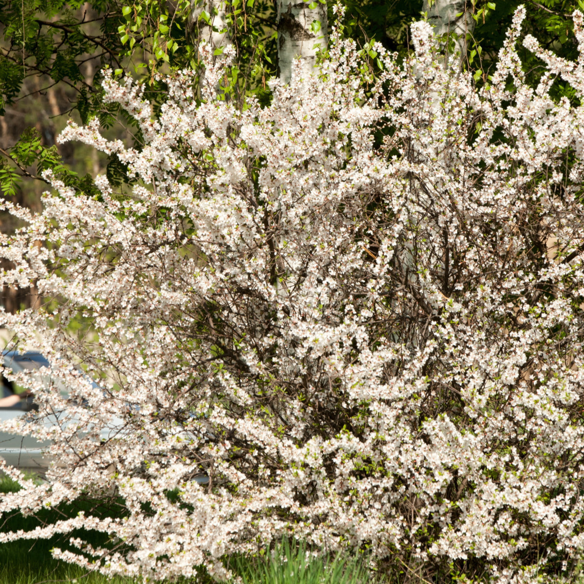 Hansen's Bush Cherry | USDA Zones 4-8 | 2-3 Foot | Fast-Growing Shrubs ...