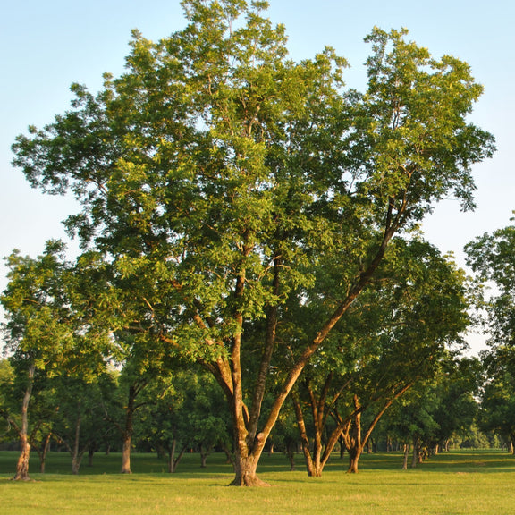 Northern Pecan Tree | USDA Zones 4-9 | 2-3 Foot | Fast-Growing Nut ...