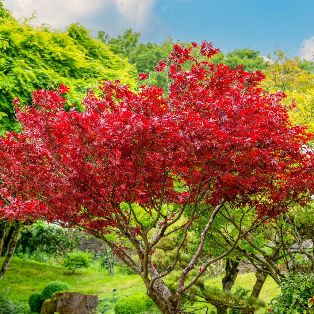Red Leaf Japanese Maple Tree | USDA Zones 5-8 | 2-3 Foot | Ornamental ...