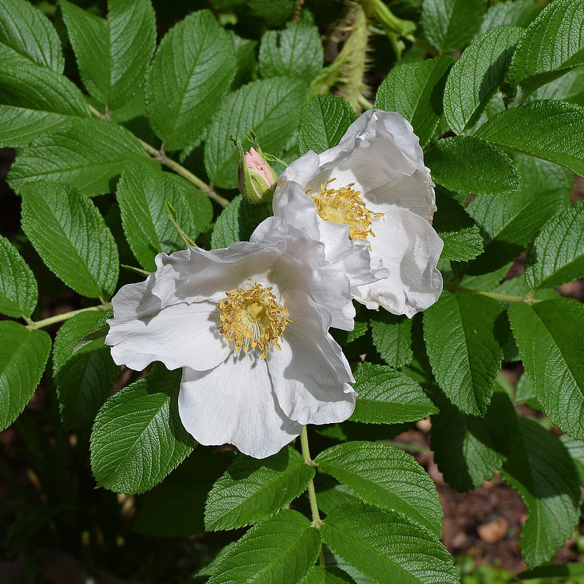 Rugosa Rose (Rosa rugosa) Shrubs Online – Northern Ridge Nursery