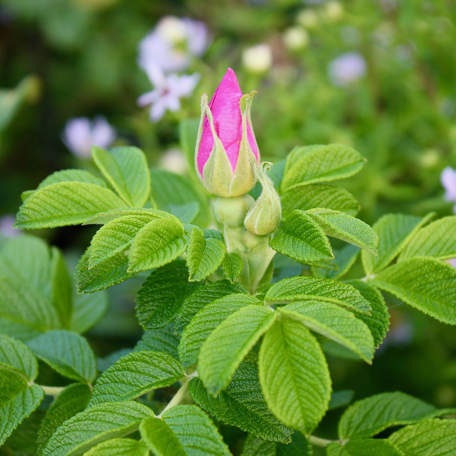 Rugosa Rose (Rosa rugosa) Shrubs Online – Northern Ridge Nursery