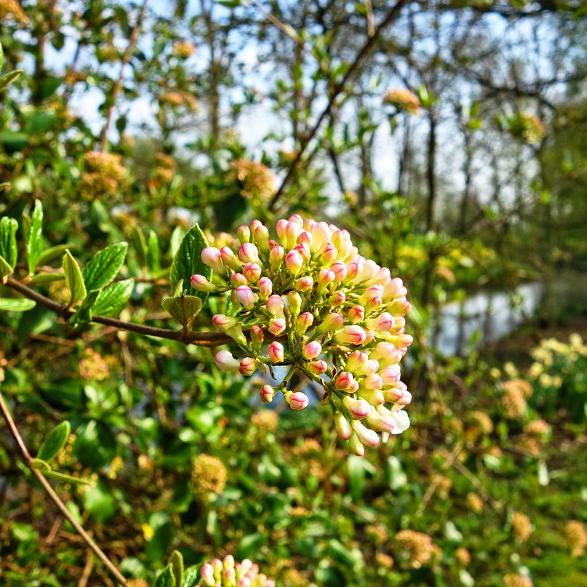 Buy Trees and Shrubs Online -Nannyberry Bush - Northern Ridge Nursery