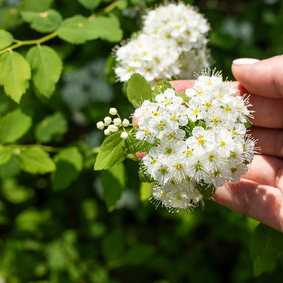 Nannyberry Bush | USDA Zones 2-8 | 18-24 Inches | Fast-Growing Shrubs ...