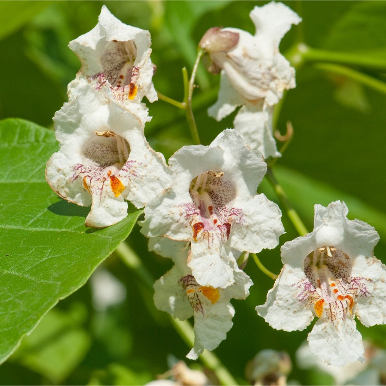 Northern Catalpa (Catalpa speciosa) Trees for Sale – Northern Ridge Nursery