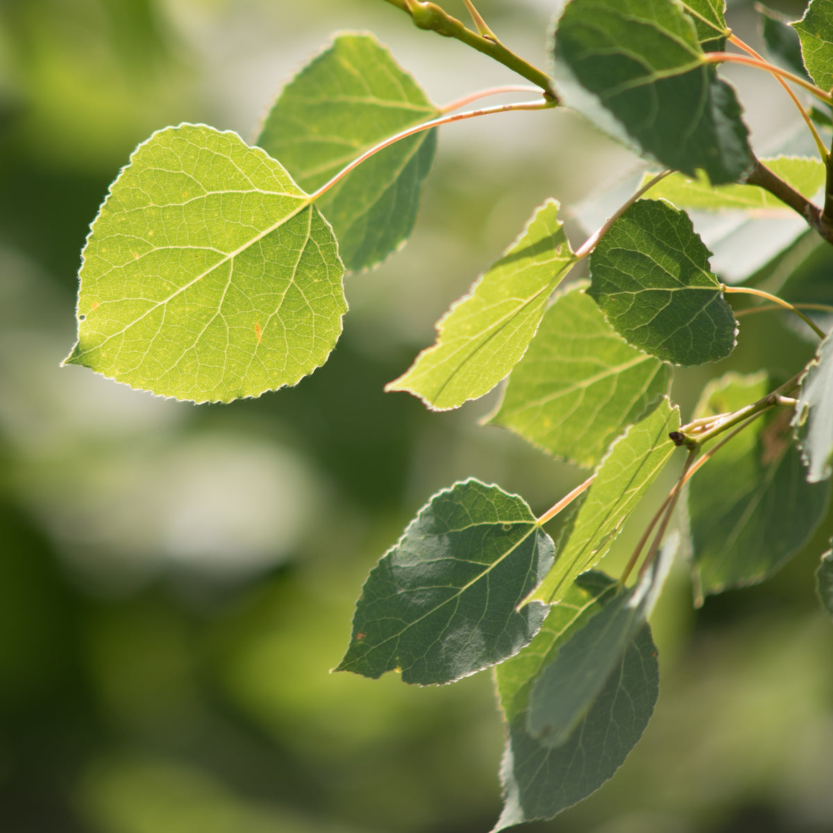 Quaking Aspen Tree – Bare Root, 2-3 ft | Populus tremuloides | Fast ...