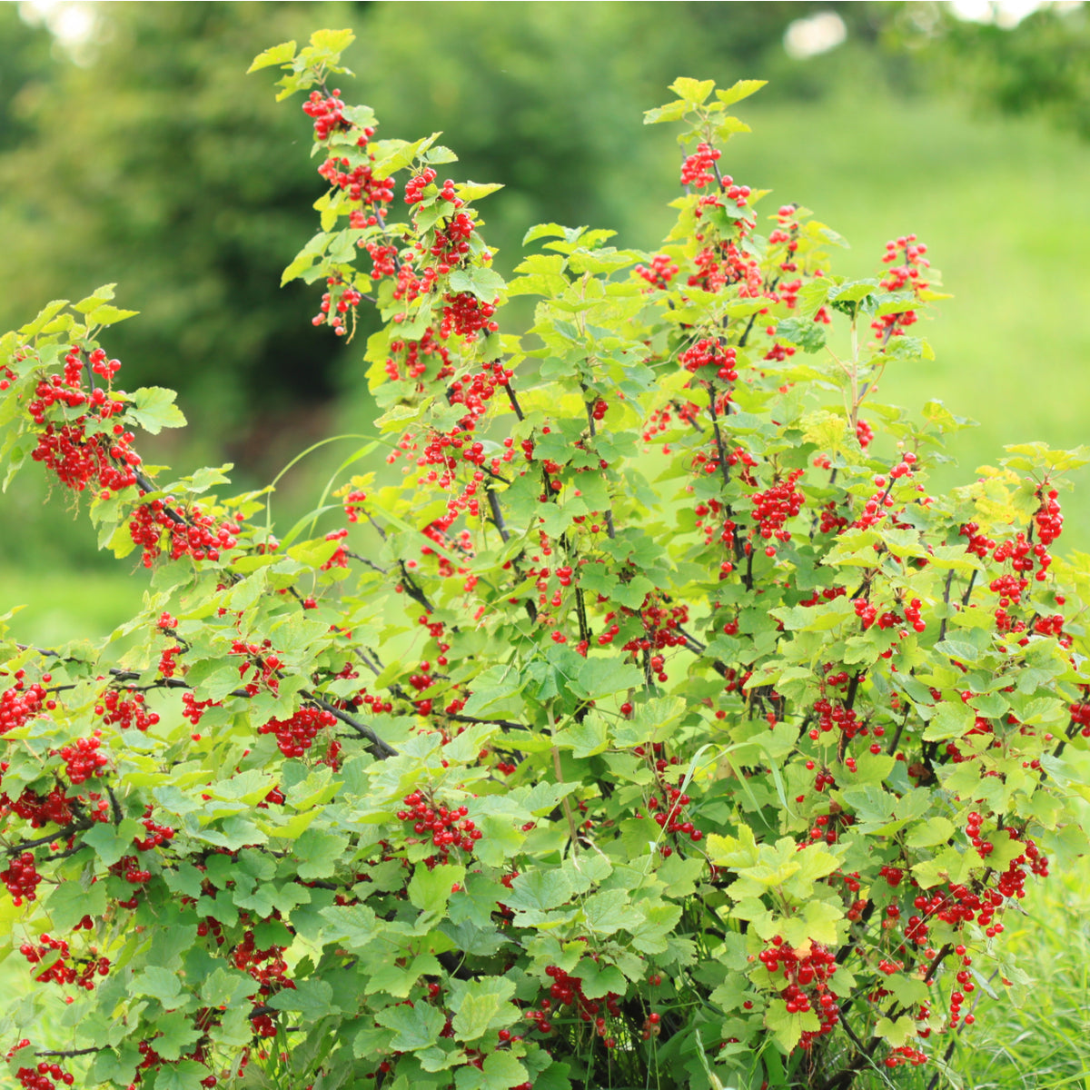 Buy Trees and Shrubs Online -Red Currant Bush (1-2 Foot) - Northern ...