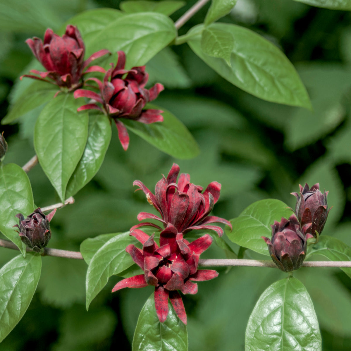 Sweetshrub Carolina Allspice | USDA Zones 4-9 | 2-3 Foot | Fragrant ...