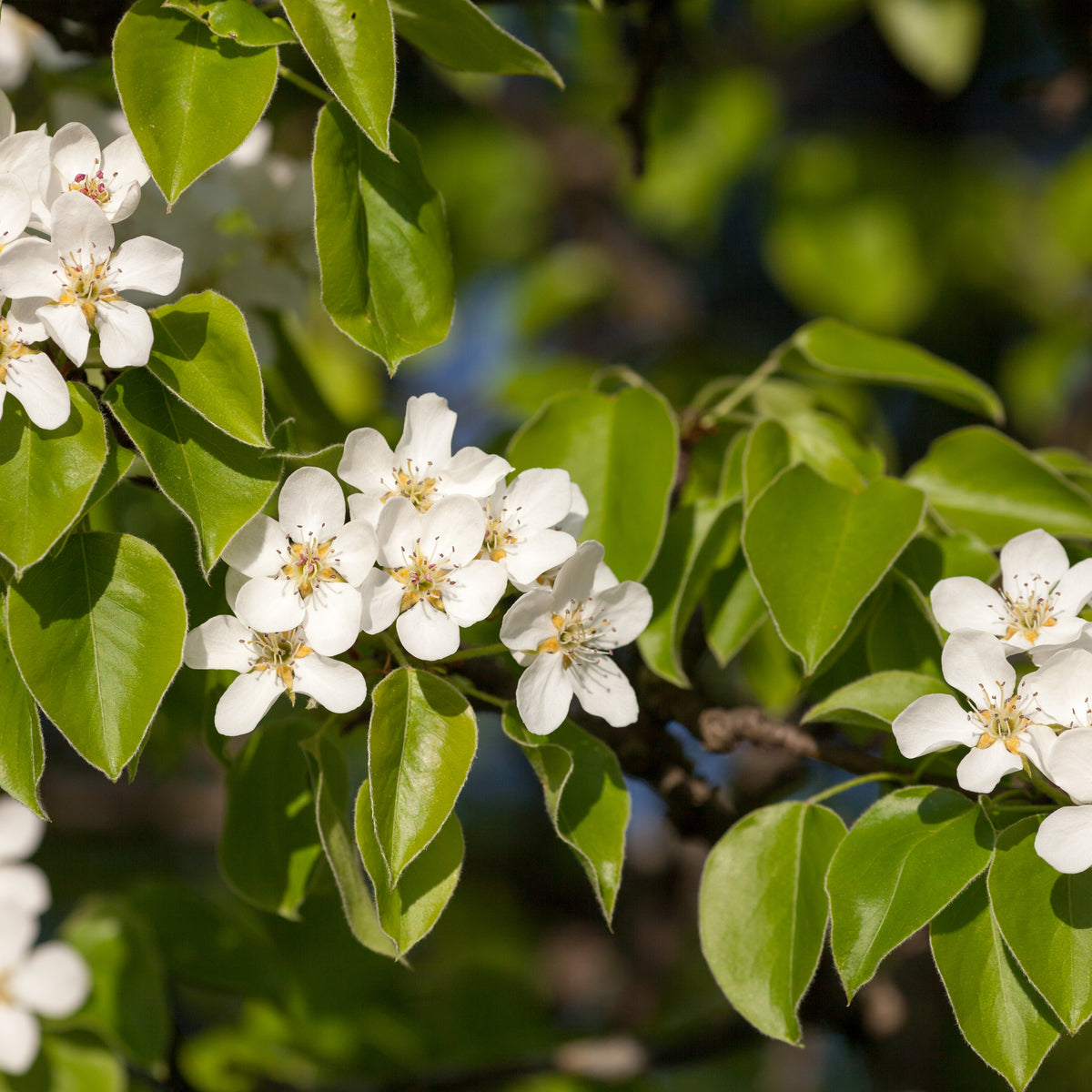 Buy Trees and Shrubs Online -European Pear Tree (2-3 Foot) - Northern ...